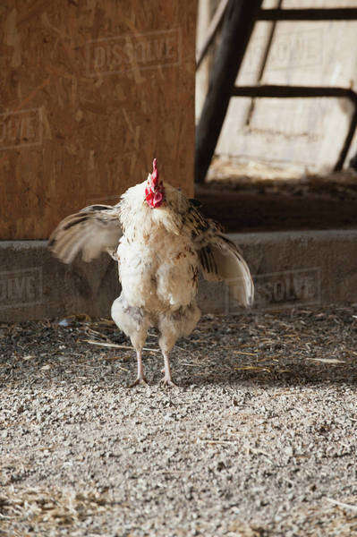 Rooster flapping its wings - Royalty-free Stock Photo | Dissolve