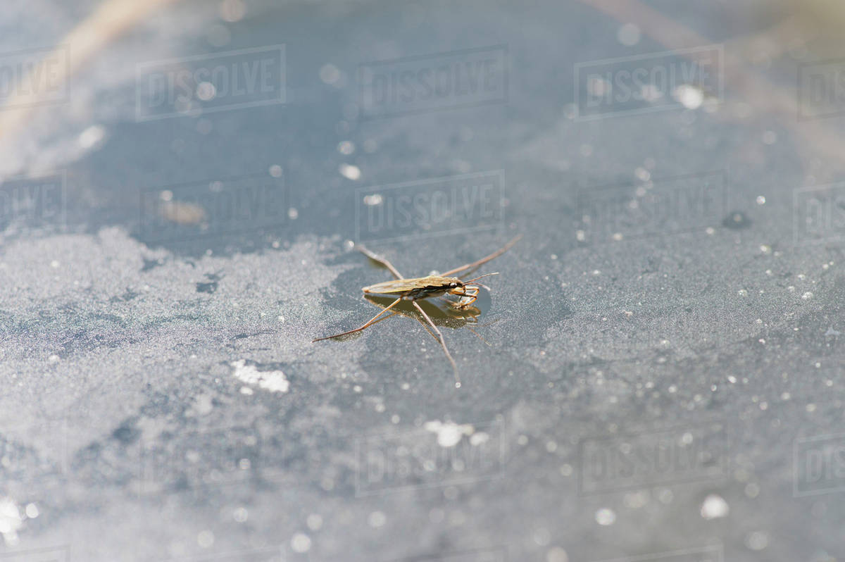 Mosquito on water surface - Royalty-free Stock Photo | Dissolve