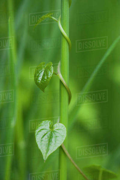 Vine growing around stem - Royalty-free Stock Photo | Dissolve