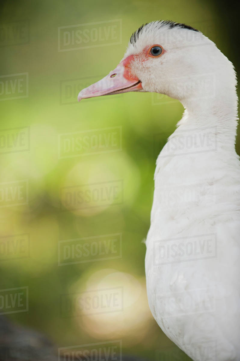 Duck, portrait - Royalty-free Stock Photo | Dissolve