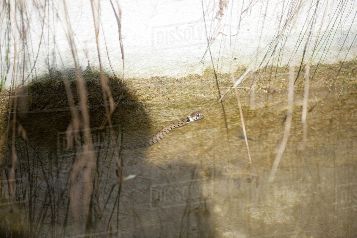 Grass snake (Natrix natrix) in shallow water - Stock Photo - Dissolve