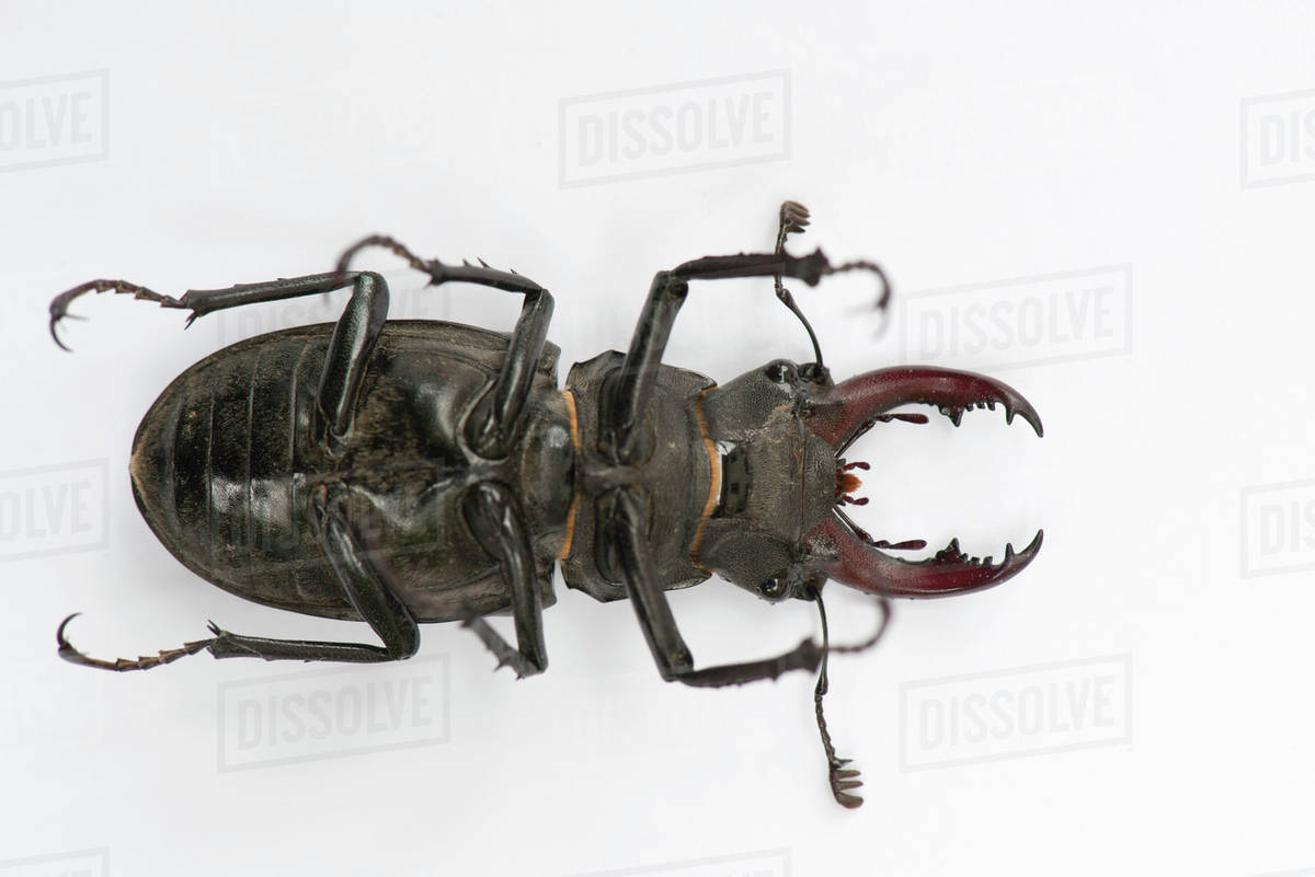 Underside of stag beetle - Royalty-free Stock Photo | Dissolve