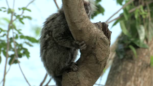 Monkey on a tree branch and jumping off camera. Close-up of little ...