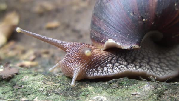 Giant African land snail (close-up) showing mouthparts - HD Royalty ...