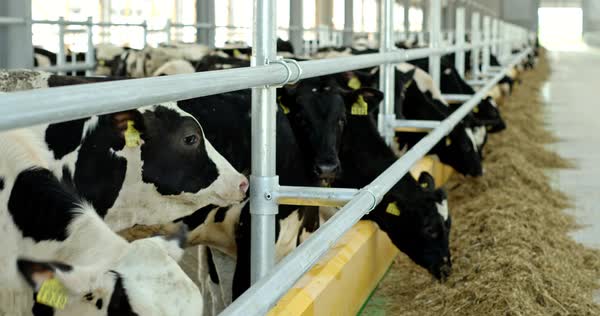 Side view of breeding stud cows with marks on ears standing behind ...