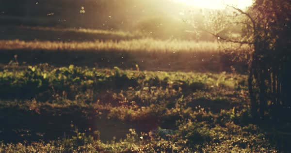 Sunset lit flying insects above remote lawn with lush green grass and ...