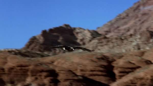 FootageBank | Dissolve