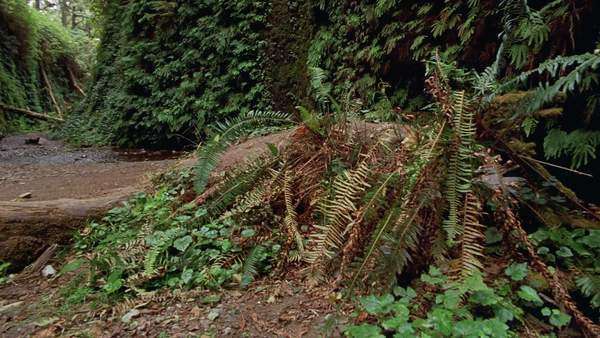 FootageBank | Dissolve