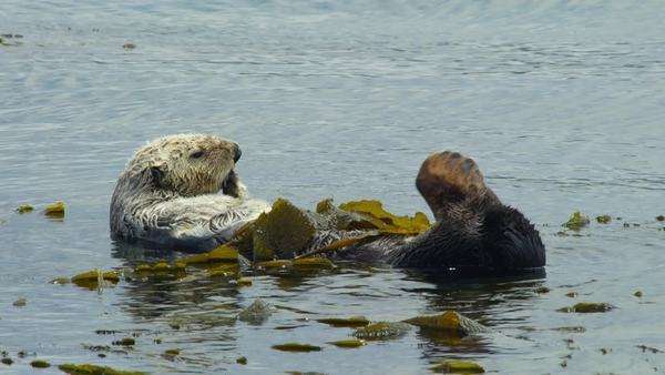 Medium shot of a sea otter grooming while floating at sea - Stock Video ...