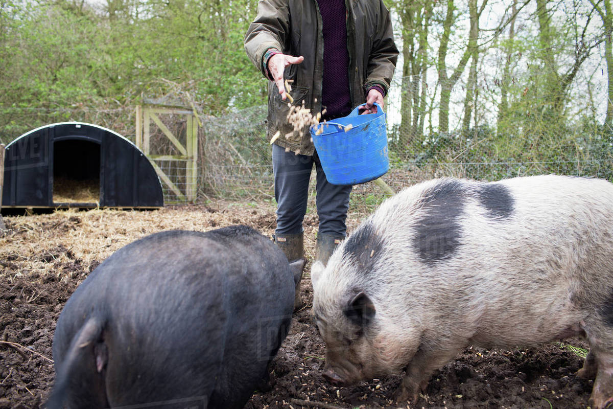 Man feeding pigs on small organic farm - Royalty-free Stock Photo ...