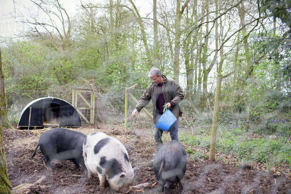 Man feeding pigs on small organic farm - Royalty-free Stock Photo ...