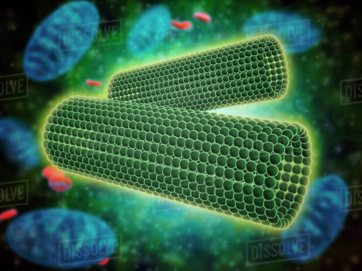 Microscopic view of centrioles within a human cell. - Royalty-free ...