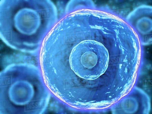 Microscopic view of human B-cells. - Stock Photo - Dissolve