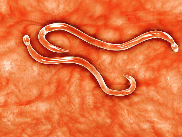 Microscopic view of hookworm. - Royalty-free Stock Photo | Dissolve