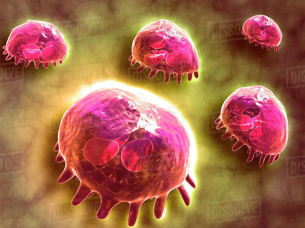Microscopic view of phagocytic macrophages. - Royalty-free Stock Photo ...