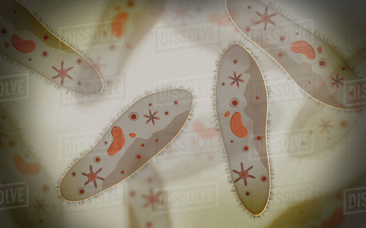 Microscopic view of paramecium. - Royalty-free Stock Photo | Dissolve