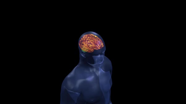 Human brain structure. The camera zooms in and rotates showing the deep ...