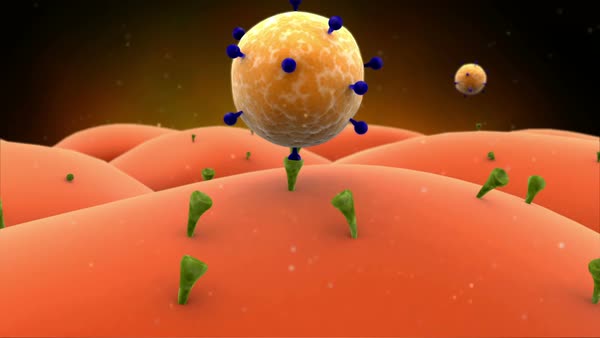 Virus attaches to host cell membrane receptors and enters the cell by ...