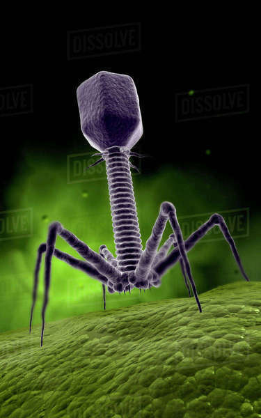 Microscopic view of bacteriophage. - Royalty-free Stock Photo | Dissolve
