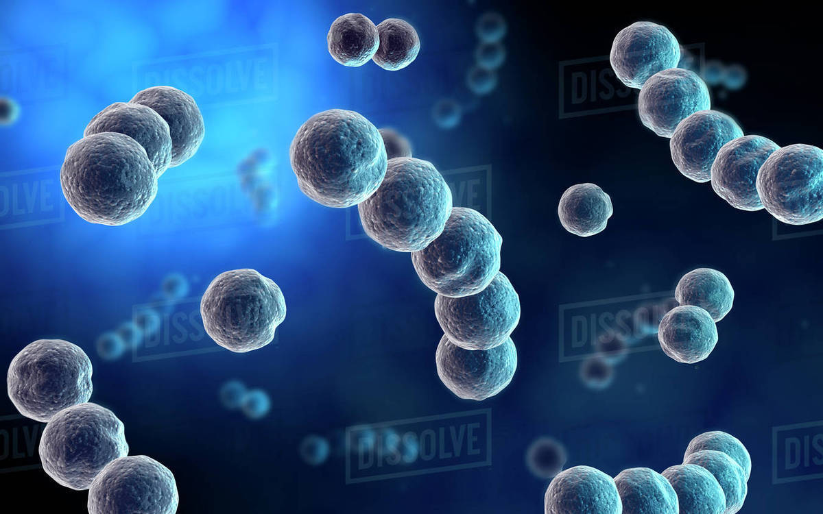 Microscopic view of streptococcus. - Royalty-free Stock Photo | Dissolve