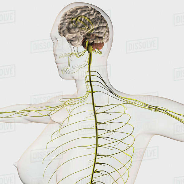 Medical illustration of the human nervous system and brain. - Stock ...