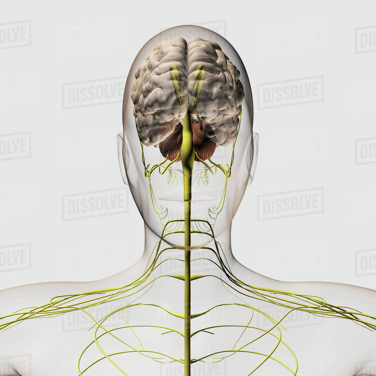 Medical illustration of the human nervous system and brain. - Royalty ...