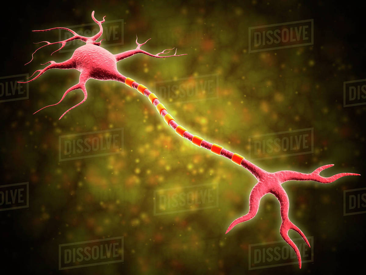 Microscopic view of a multipolar neuron. - Royalty-free Stock Photo ...
