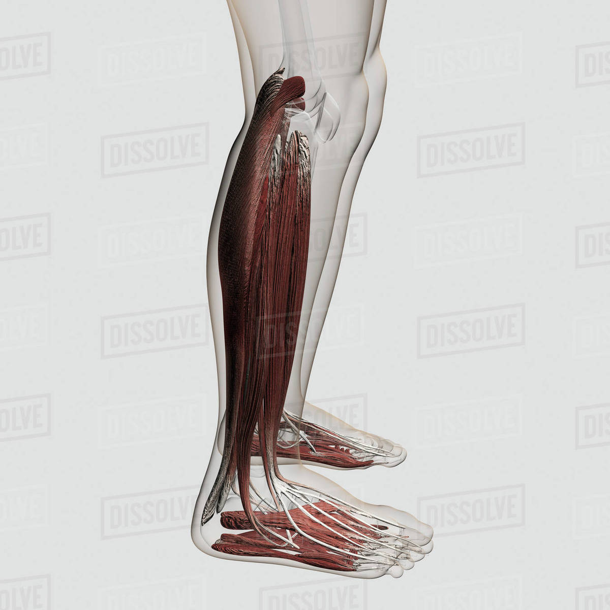 Male muscle anatomy of the human legs, anterior view. - Royalty-free ...