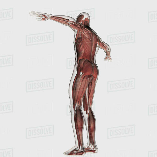 Anatomy of male muscular system, posterior view. - Stock Photo - Dissolve