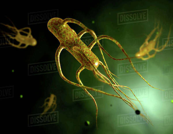 Conceptual image of salmonella typhi causing typhoid. - Royalty-free ...