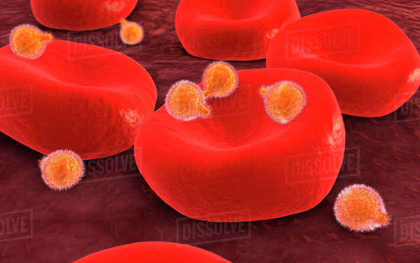 Conceptual image of malaria parasites within red blood cells. - Royalty ...