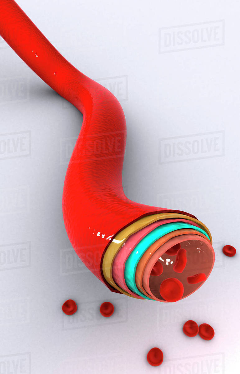 Conceptual image of a blood vessel. - Royalty-free Stock Photo | Dissolve