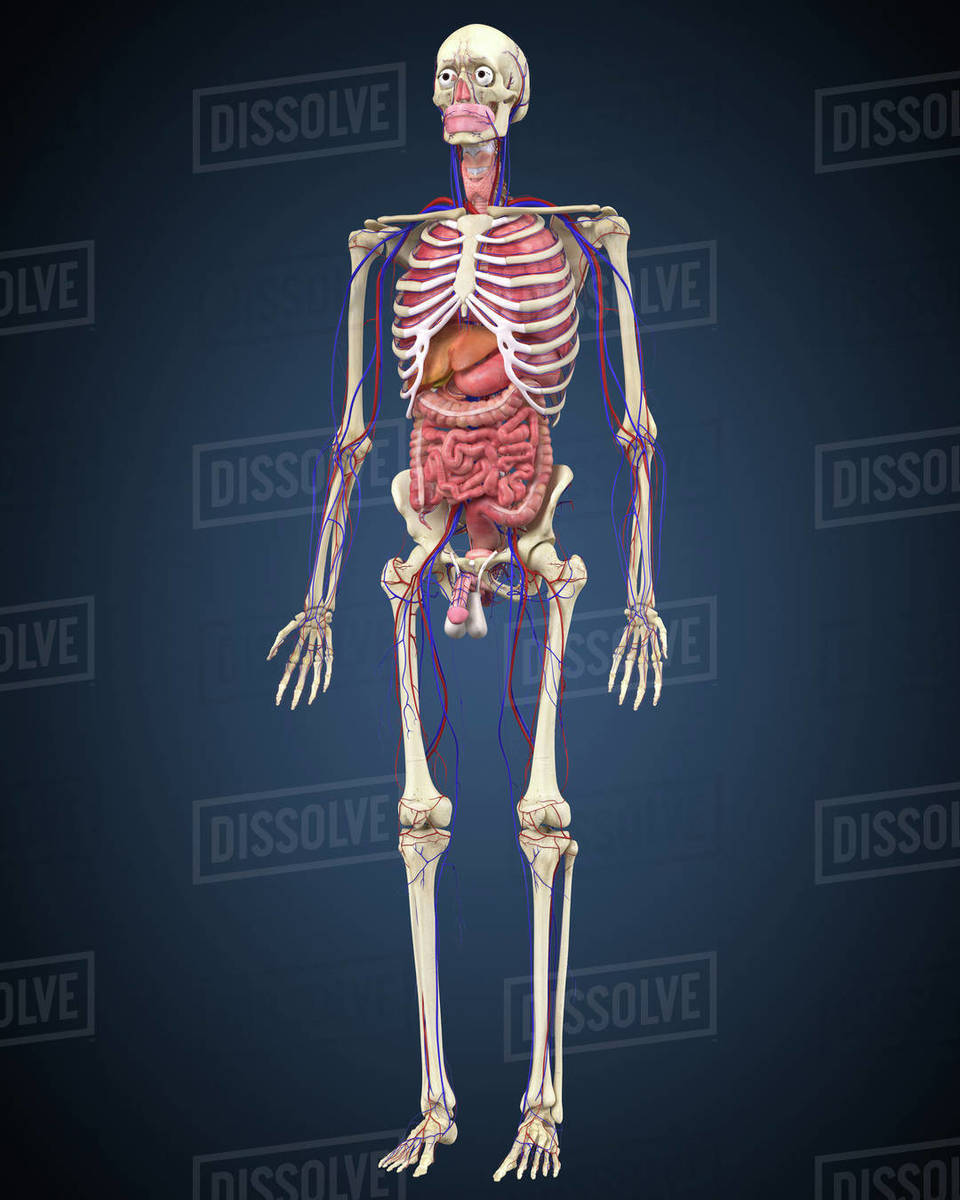 Human skeleton with organs and circulatory system. - Stock Photo - Dissolve