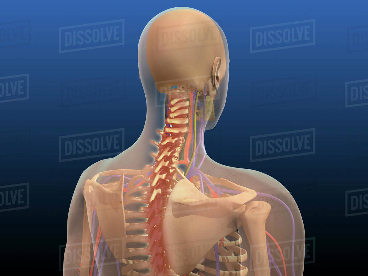 Rear view of human body showing spinal cord and scapula. - Royalty-free ...