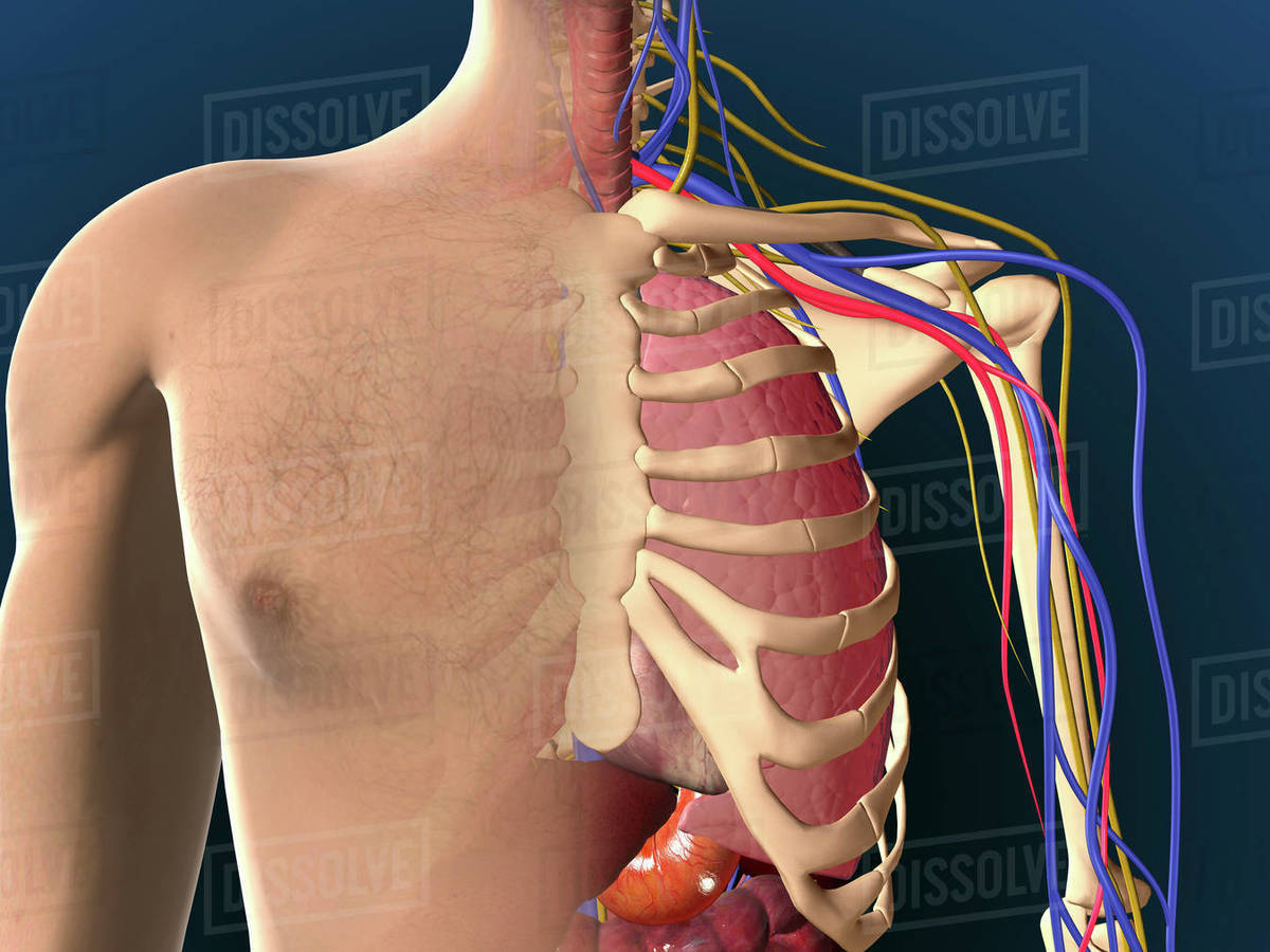 Cutaway view of male chest showing lung. - Stock Photo - Dissolve