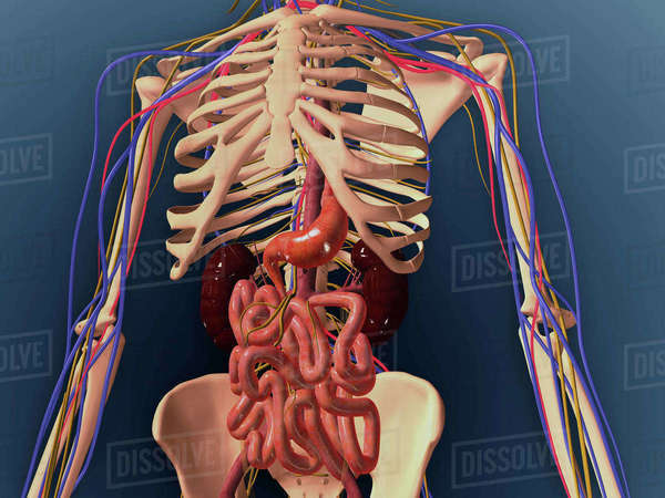 Human skeleton showing kidney, stomach, intestines and nervous system ...