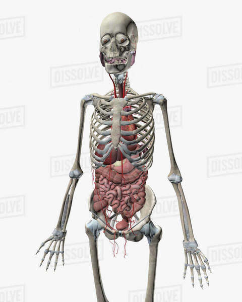 Human skeletal system with organs of the digestive system visible ...