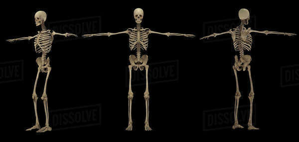 3D rendering of human skeletal system at different angles. - Stock ...