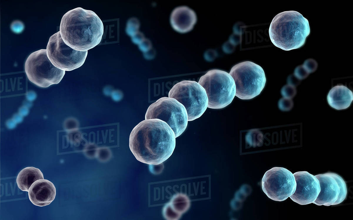 Microscopic view of streptococcus. - Royalty-free Stock Photo | Dissolve