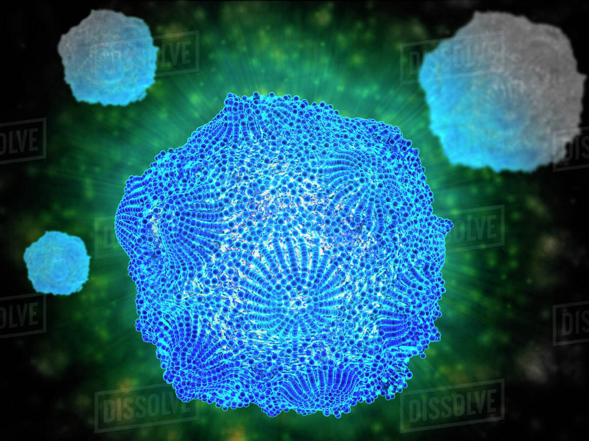 Microscopic view of Canine Parvovirus. Canine Parvovirus is a highly ...