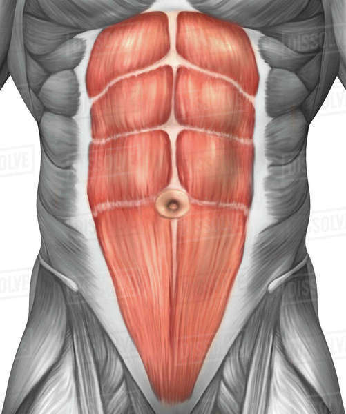 Close-up view of male abdominal muscles. - Royalty-free Stock Photo ...
