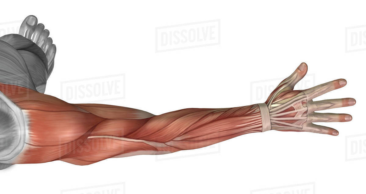 Muscle anatomy of the human arm, posterior view. - Royalty-free Stock ...