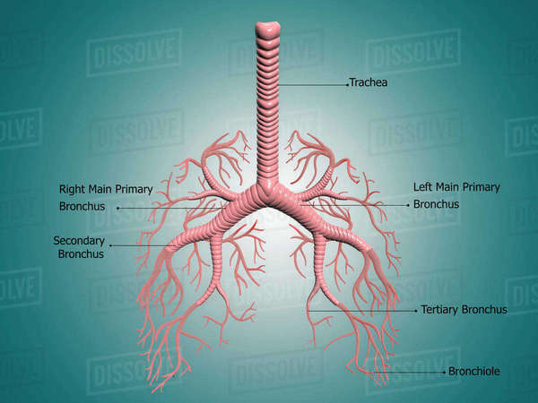 Digital illustration showing the structure of the bronchus and ...