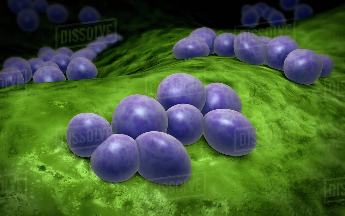 Microscopic view of staphylococcus. - Royalty-free Stock Photo | Dissolve