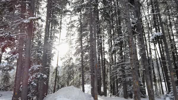 Driving past trees in winter as Light shimmers through - 4K Royalty ...