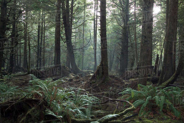 An American rain forest, Olympic National Park, Washington, USA ...