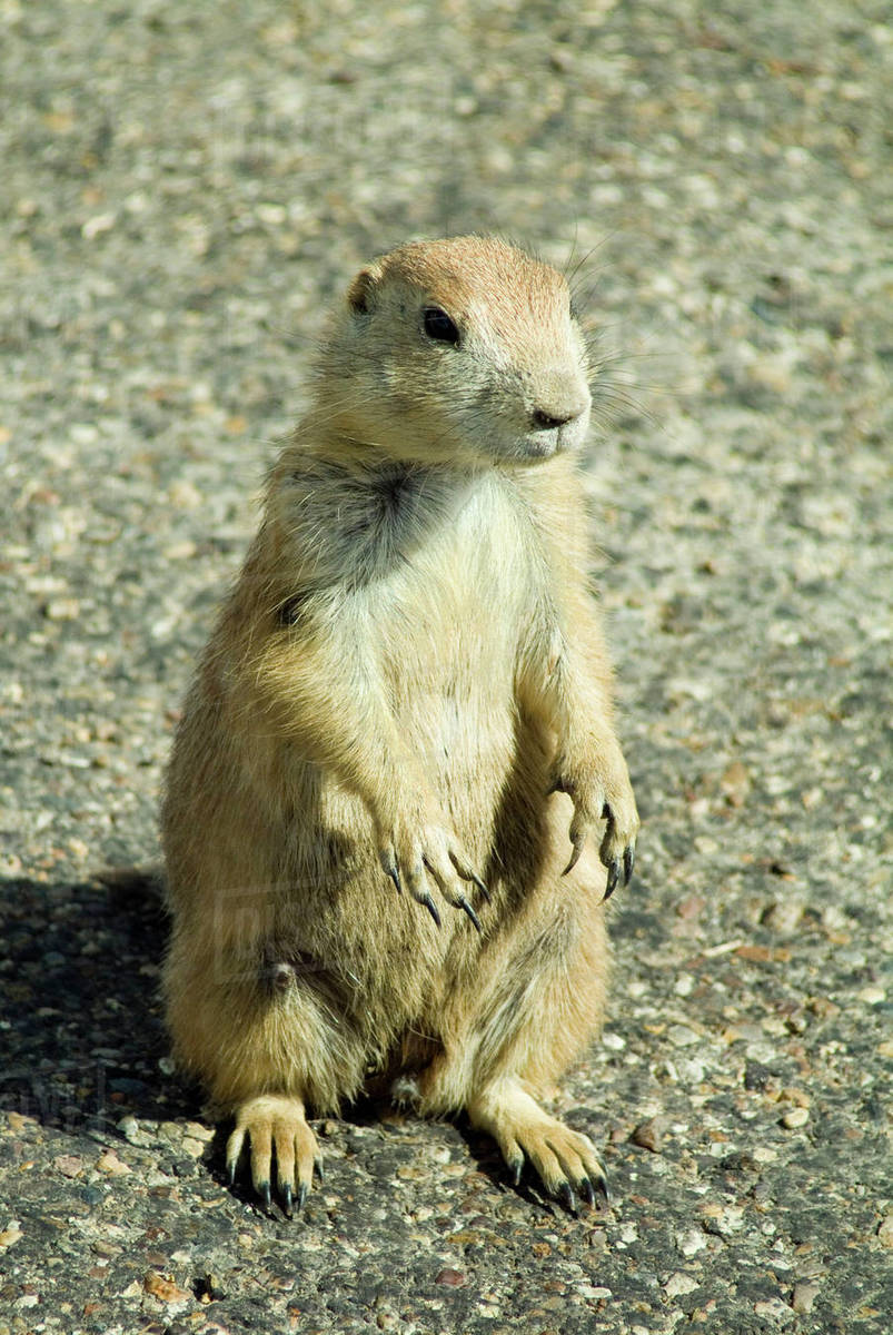 Prairie Dog - Royalty-free Stock Photo | Dissolve