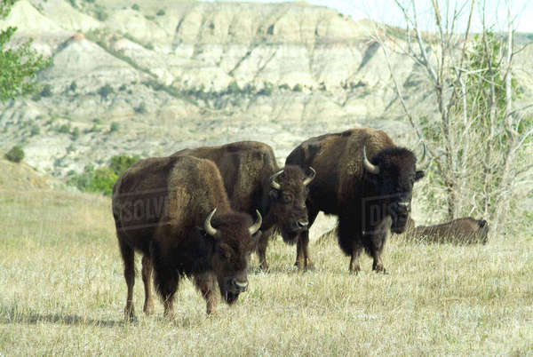 Three buffaloes - Royalty-free Stock Photo | Dissolve