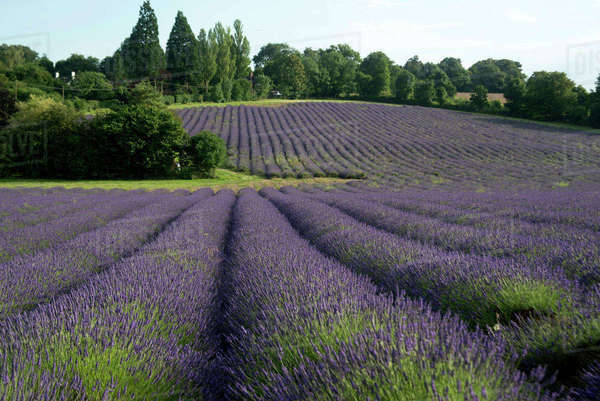 Lavender fields in the Kent countryside - Royalty-free Stock Photo ...