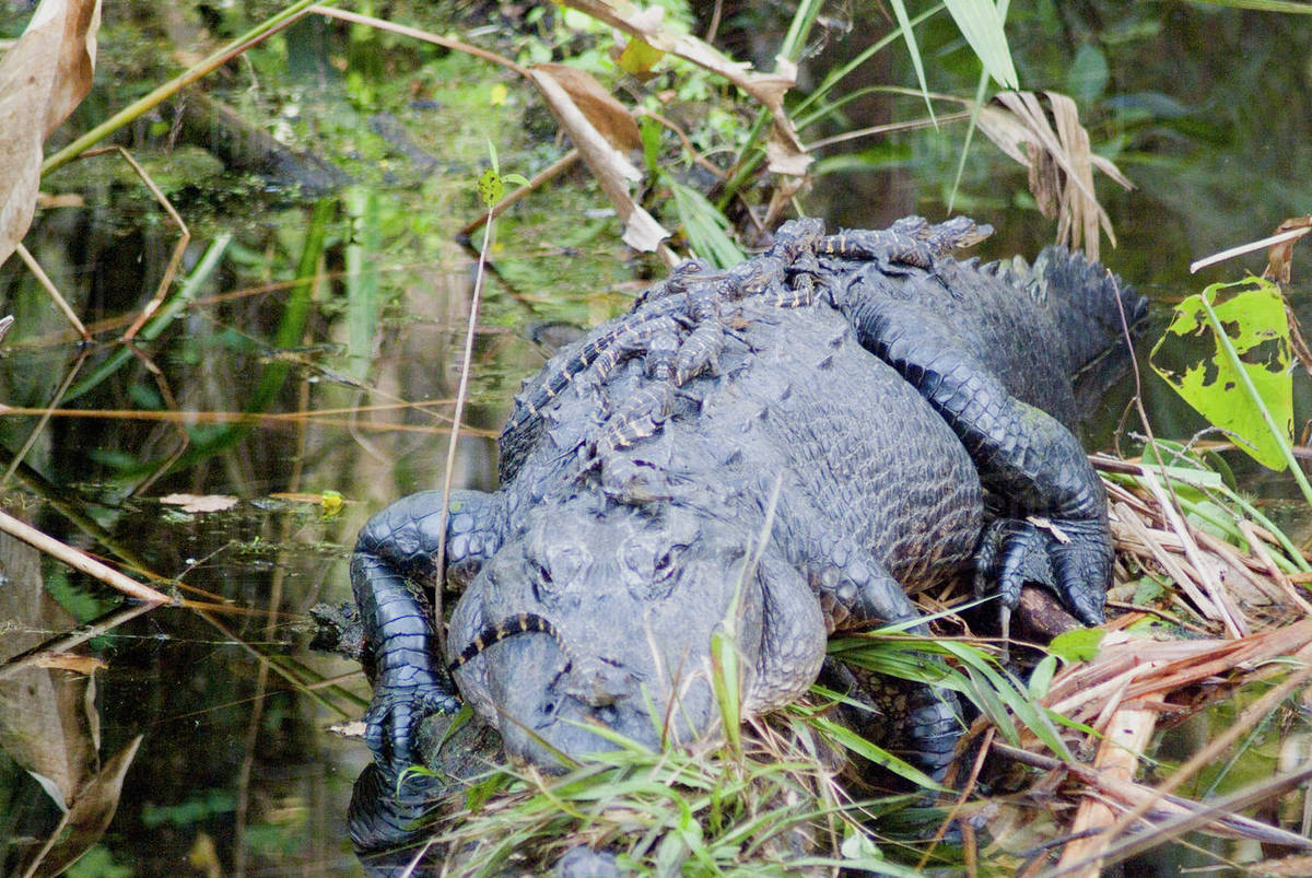 An alligator with its hatchlings on its back - Royalty-free Stock Photo ...